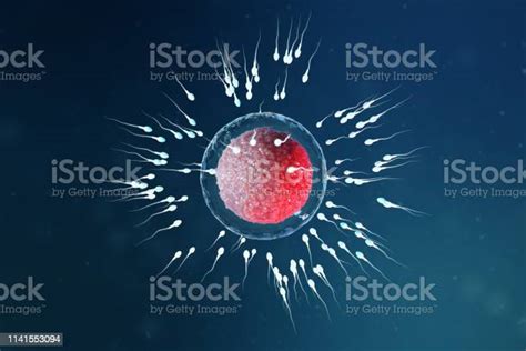 3d 그림 정자 및 계란 세포 Ovum 달걀 세포에 접근 하는 정자 원주민 및 자연 풍부 함 새로운 삶의 시작을 컨셉으로 합니다 현미경의 밑에 빨간 핵심을 가진 Ovum