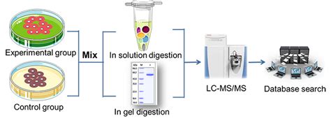 histone ptms identification histone post translational modification