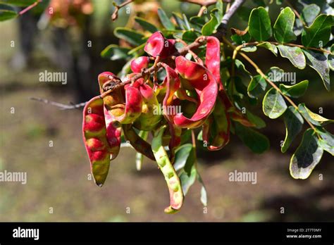 Tara Or Peruvian Carob Caesalpinia Spinosa Or Tara Spinosa Is An
