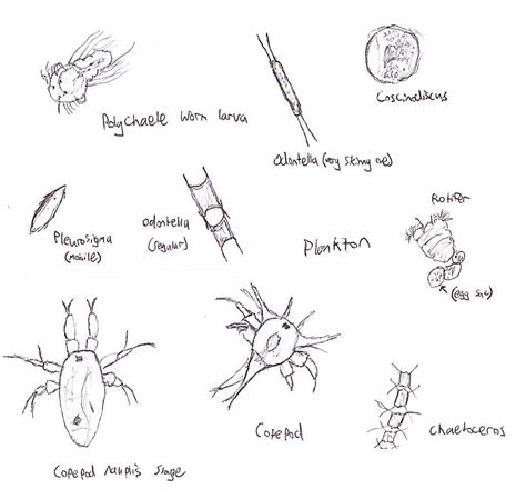 Plankton Sketches By Frenotx On DeviantArt