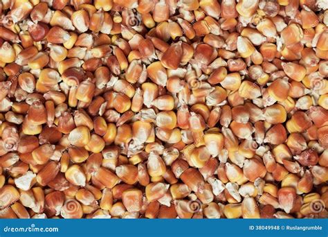 Dry Corn Texture Stock Photo CartoonDealer Com 38049948