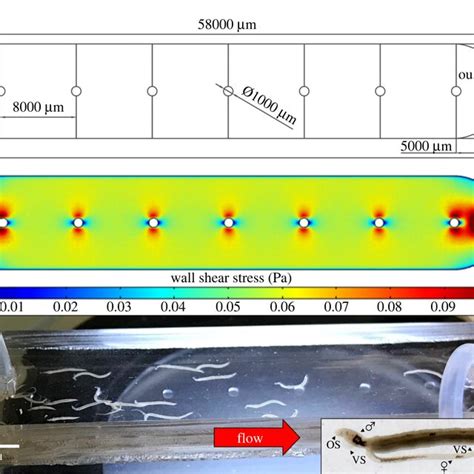 Schematic Representation Of The Microfluidic Experimental Set Up The Download Scientific