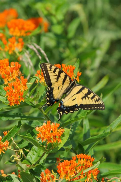 How To Attract Native Insect Pollinators To Your Garden Upper Thames