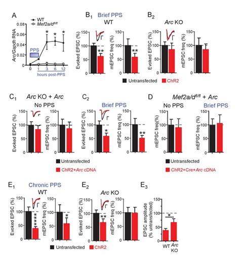 Distinct Stages Of Synapse Elimination Are Induced By Burst Firing Of Ca1 Neurons And