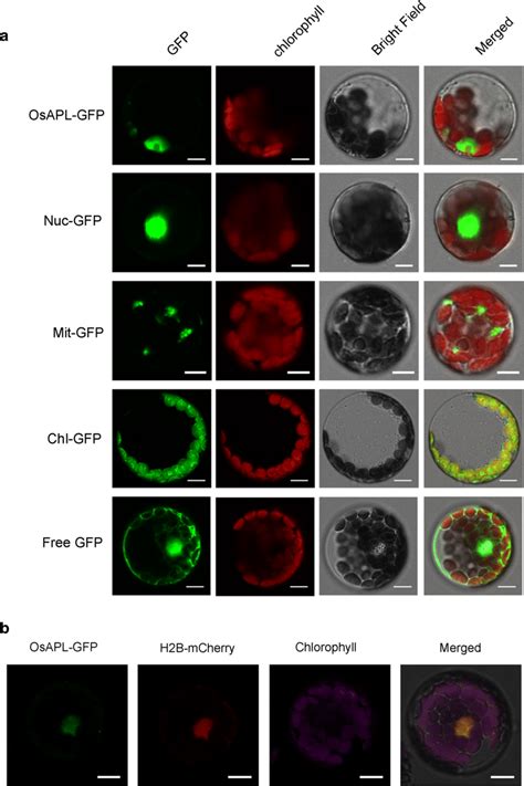 Subcellular Localization Of The Osapl Protein A The Localization Of Download Scientific