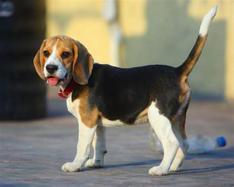 Породы собак с длинными ушами описание и фото собак от мелких до самых крупных