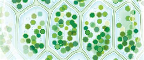 Anatomy Of The Plant Cell Vs A Human Cell Interactive Biology With