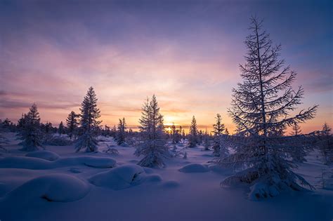 壁紙冬朝焼けと日没空夕雪トウヒ属自然ダウンロード写真