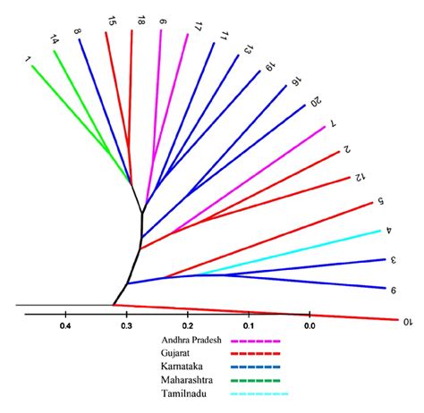 Unweighted Pair Group Method With Arithmetic Mean Upgma Phenogram Of