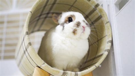 외향적 토끼 몸에 깃든 쫄보 영혼 Youtube