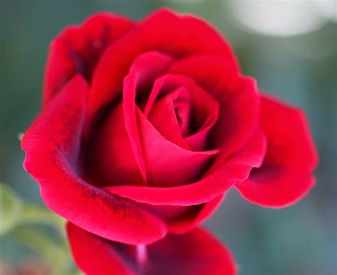 Rose Is A Beautiful Flower Noun At Alex Mckean Blog