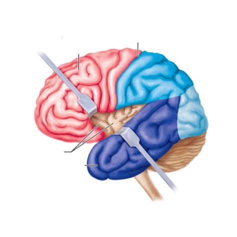 Cerebral Cortex Diagram Quizlet