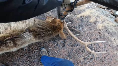 Elk Carried Rope Swing Stuck On Antlers For Months Hes Finally Free