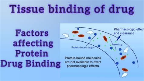 What Is Drug Binding At Dorothy Maxwell Blog