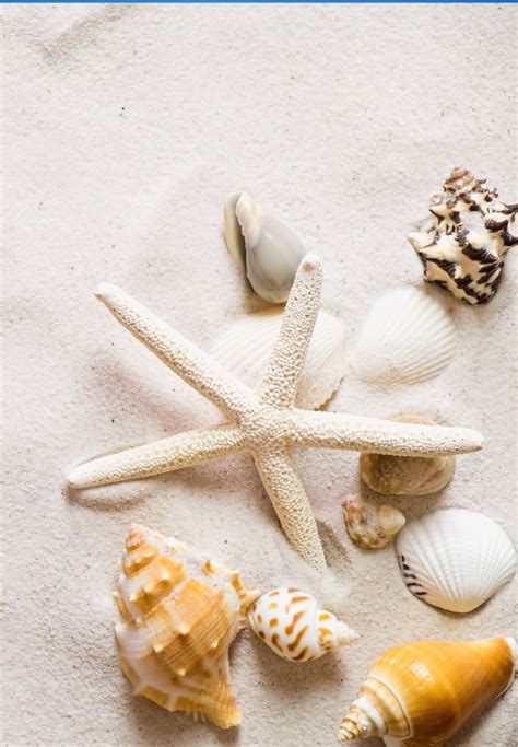 The Meaning And Origins Of Different Shell Shape