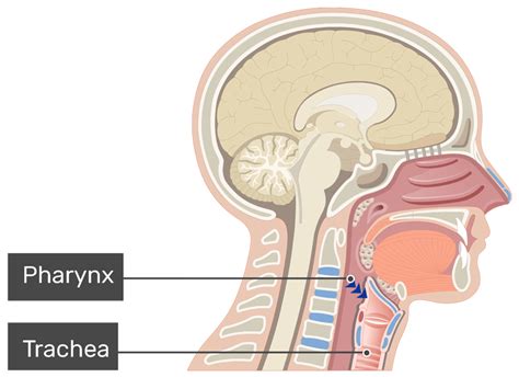 Pharynx Anatomy Definition Video Lesson Transcript