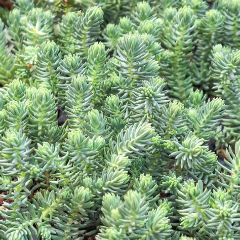 Sedum Reflexum Blue Spruce Sedum Stonecrop