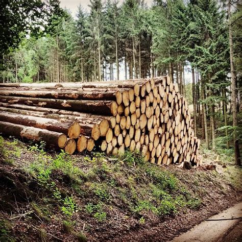 Pine Wood Timber Log At ₹ 1100 Cubic Feet Pine Timber Wood Logs In Ghaziabad Id 22943702497