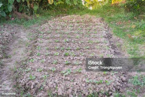 시골 베트남의 전통적인 농경지에서 점토 토양에서 자라는 어린 묘목 땅콩 식물이 줄지어있는 트렌치 0명에 대한 스톡 사진 및 기타 이미지 Istock