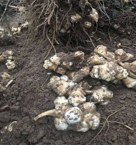 洋姜有什么用有4大用途种植简单没有病虫害不妨种植几棵