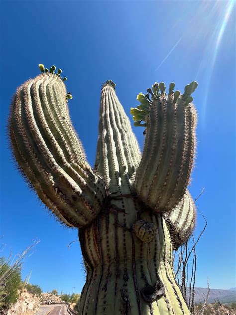 The Base Of Mt Lemmon Arizona Is Covered With Saguaros Interesting