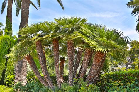 Types Of Palm Plants Outdoor At Kaitlyn Maund Blog