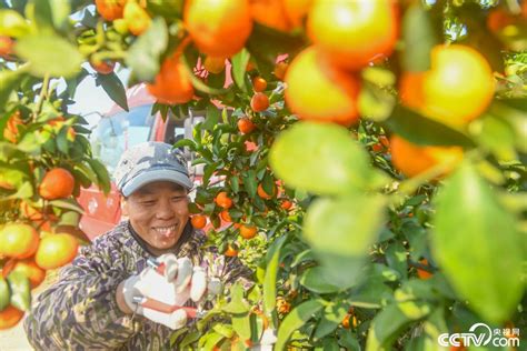 ဟူနန် တော့ခရိုင်ရှိ သစ်သီးစိုက်ပျိုးသူများသည် နှစ်သစ်ကူးဈေးကွက်ကို ထောက်ပံ့ပေးရန် ရွှေသက