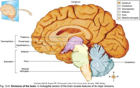 Chapter 13 Muscular System HAP Flashcards Quizlet Chapter 13 Muscular System HAP Flashcards Quizlet