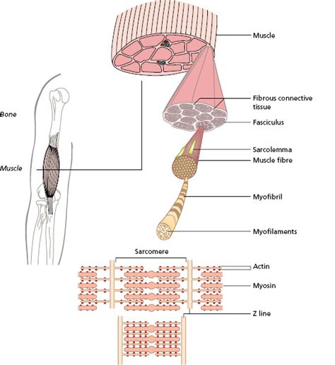 Basic Units Structure And Function Supporting Tissues Muscle And Nerve Musculoskeletal Key