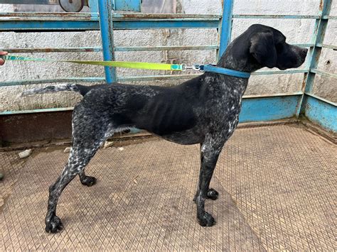 Mozart Pointers In Need English Pointer Rescue And Rehoming