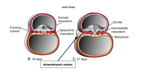 Difference Between Coelom And Body Cavity