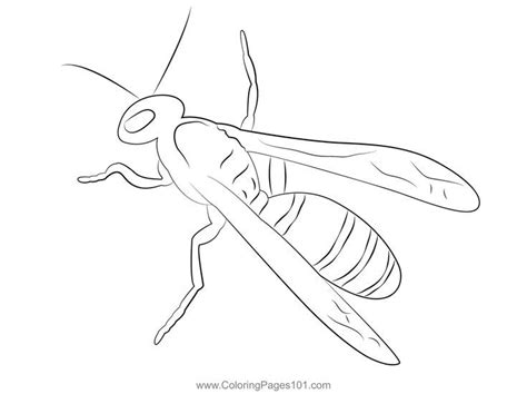 Wasp Coloring Pages 2025