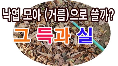낙엽 모아 퇴비 거름 으로 쓸까 그 득과 실 낙엽 이용 낙엽 사용 퇴비 만들기 거름 만들기 낙엽 모으기 낙엽 거름으로 낙엽 퇴비로 잡초방제 낙엽의 득과 실