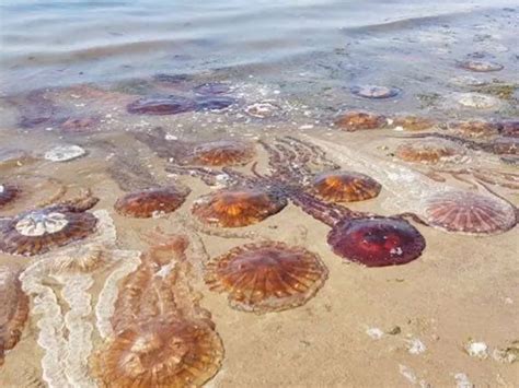 Descubre Todo Sobre La Medusa Malagua Caracter Sticas Picaduras Y