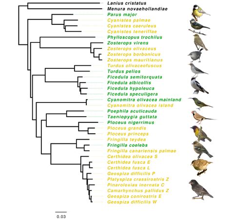 Phylogeny Based On Mitochondrial Genes Of Species From The Dataset Download Scientific Diagram