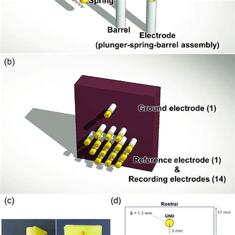 Mouse Electroencephalography Sensor Description A Three Elements Download Scientific Diagram