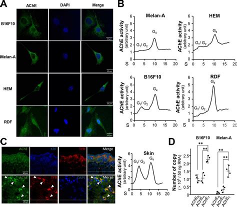 Ache Expression In Skin Related Cells Mouse Skin Melanoma B16f10
