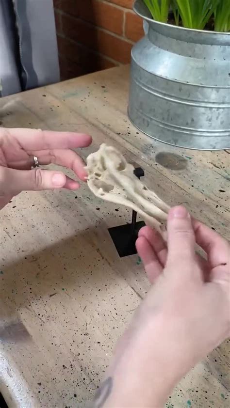 Platypus Skull 3d Print