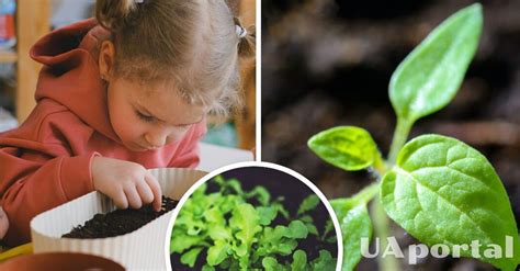 Як виростити цибулю на вікні виростити петрушку та кріп рукола на підвіконні поради