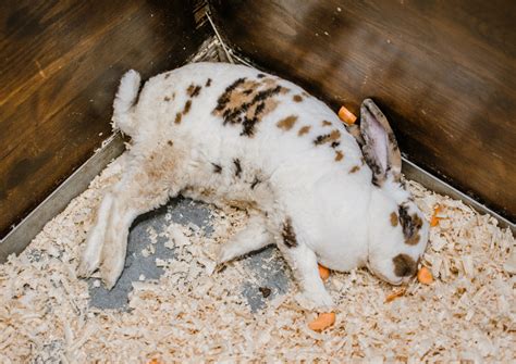 Rabbit Diseases 1 Complete Guide For Owners