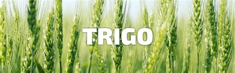 TRIGO Unity Agro