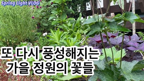 봄빛가드닝 또 다시 풍성해져가는 정원가을꽃가드닝정원가꾸기정원꾸미기 Youtube