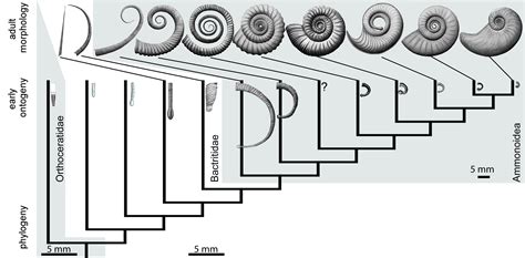 Gaps In The Fossil Record Debateevolution