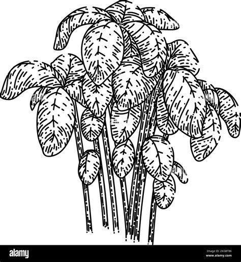 Basil Pesto Plant Sketch Hand Drawn Vector Stock Vector Image And Art Alamy