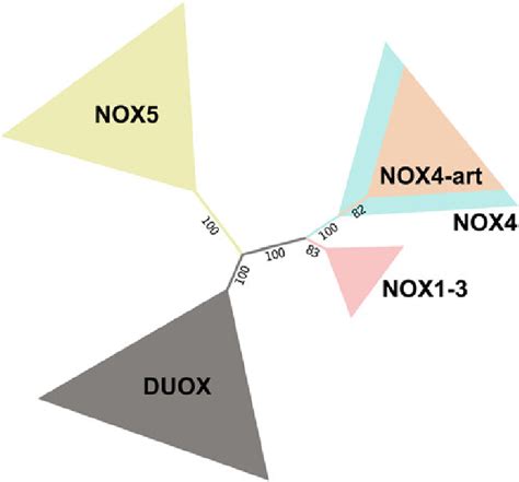 1 Phylogenetic Tree Of Nox Proteins Nox5 Duox And Nox4 Art Are The