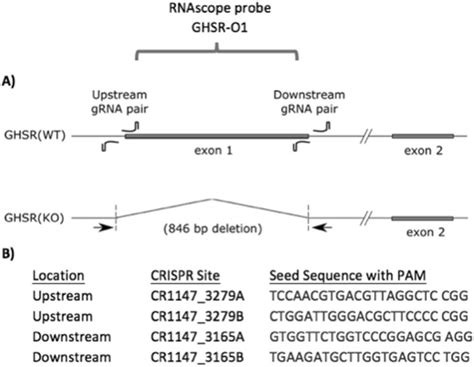 Sequences For Grnas And Genomic Structure Of Ghsr Knockout Allele A