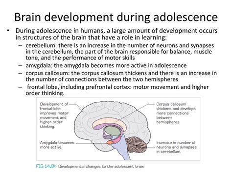 During Puberty Different Parts Of The Brain Grow At At Lorraine Cochran