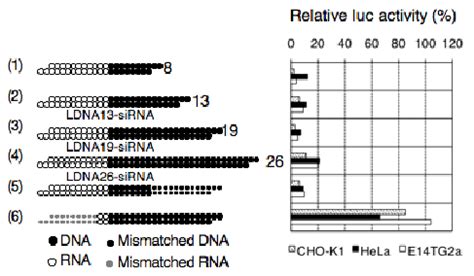 Seed Positioning In DNA Modified SiRNA Containing RISC Is Determined By