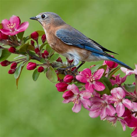 The Secrets To Attracting Bluebirds The Perfect Garden Partner