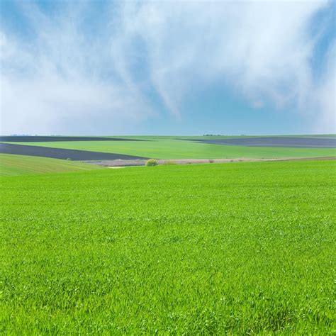 Premium Photo Beautiful Spring Wheat Field
